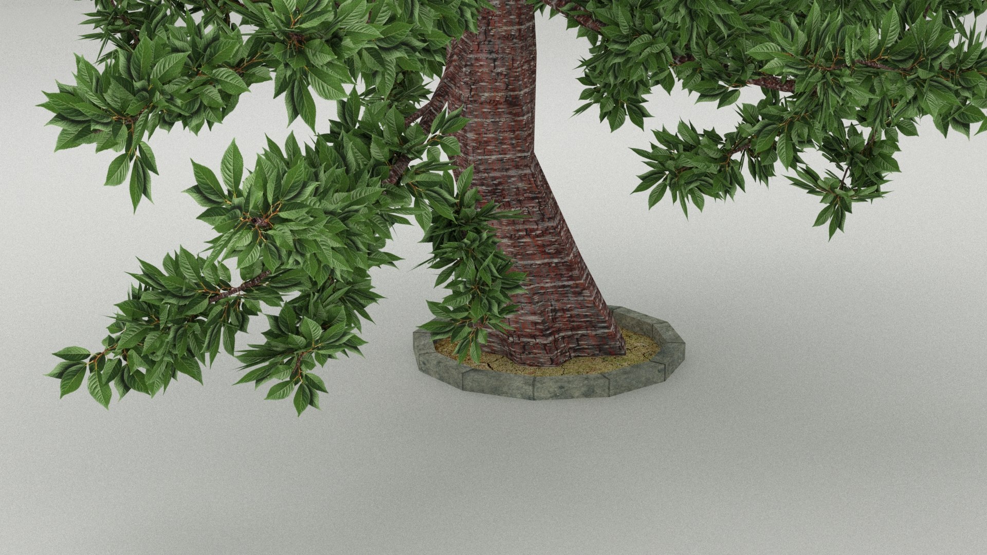 Cherry Tree 3D Model - TurboSquid 2197987