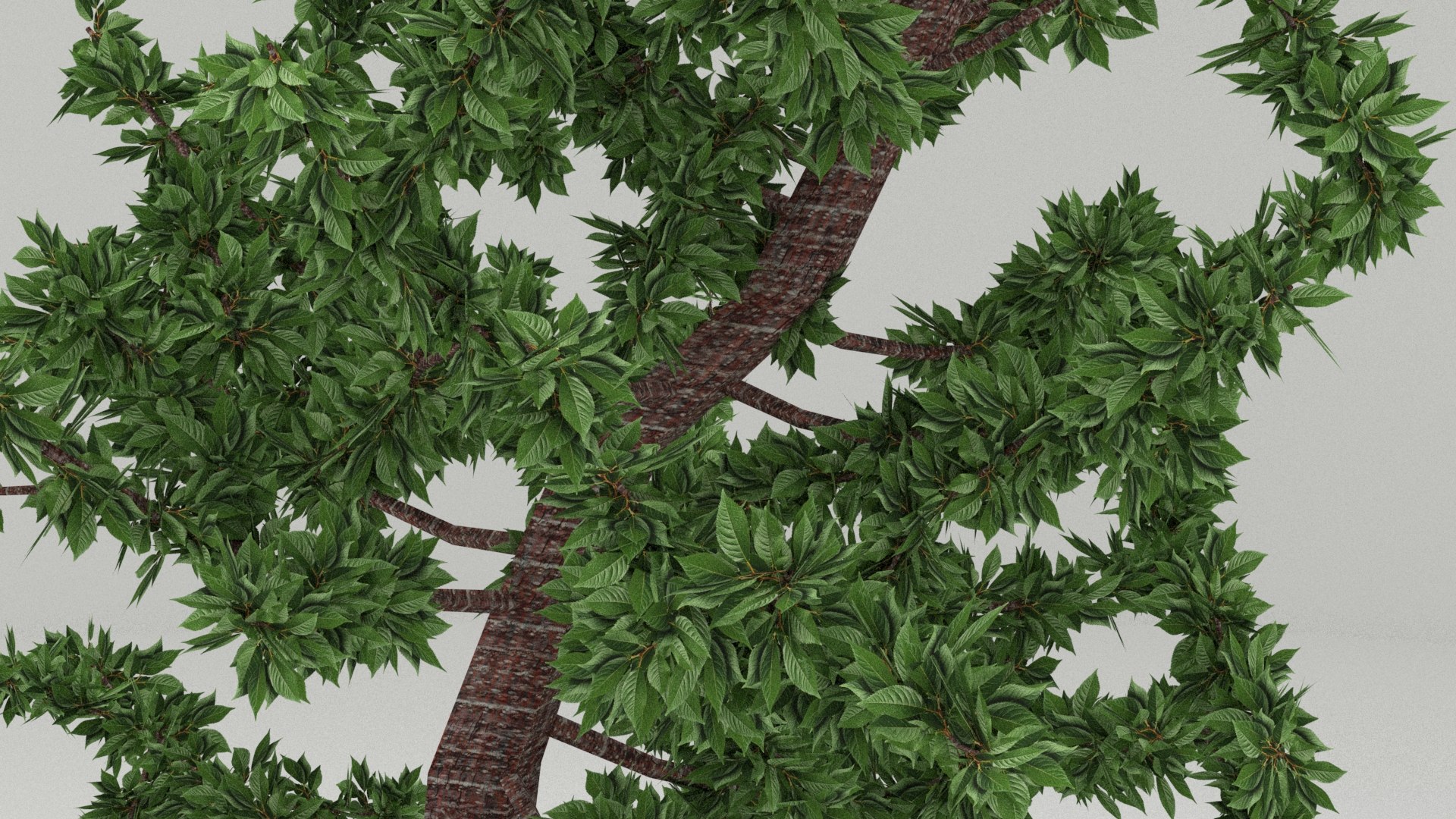Cherry Tree 3D Model - TurboSquid 2197987