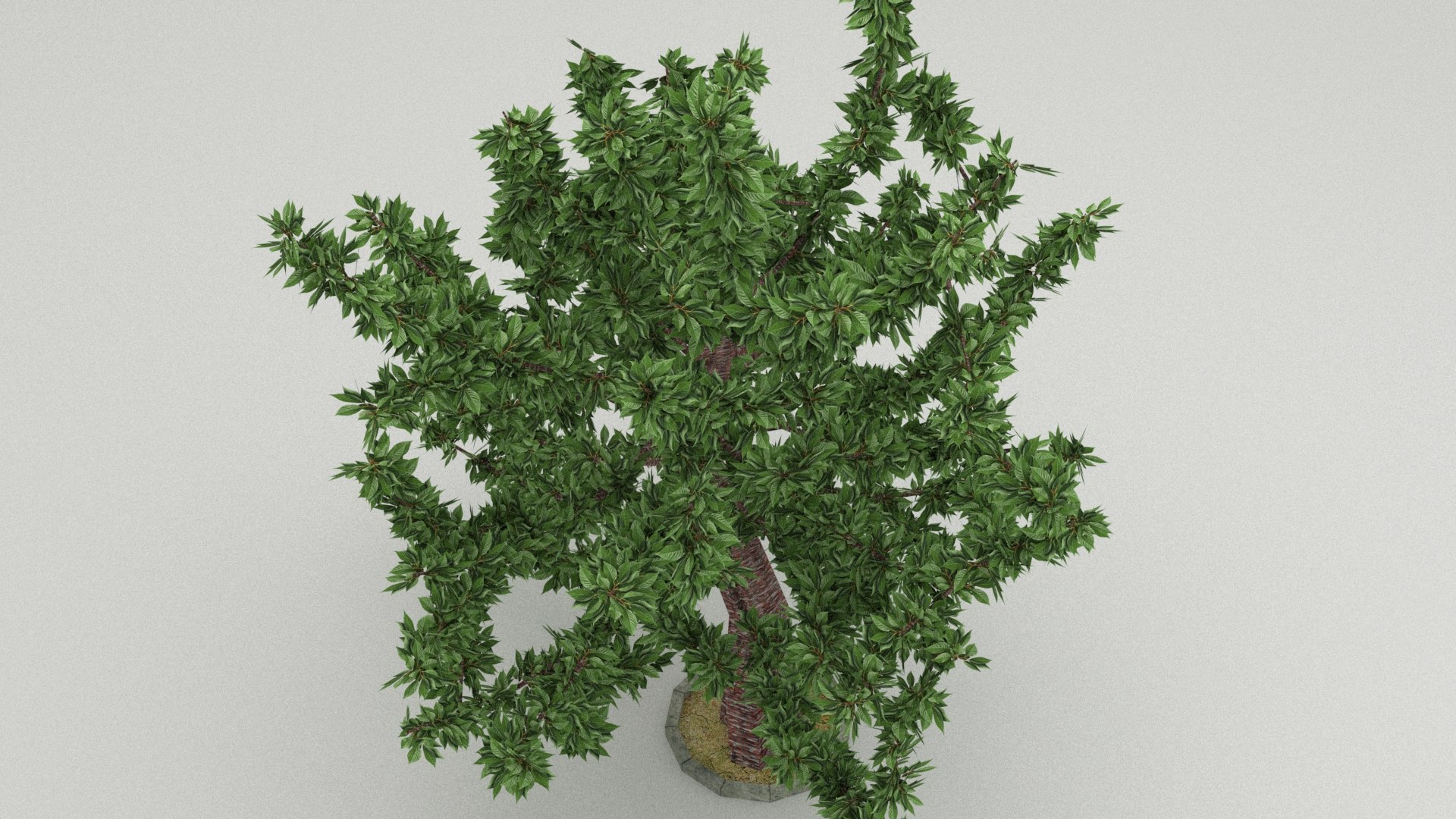 Cherry Tree 3D Model - TurboSquid 2197987