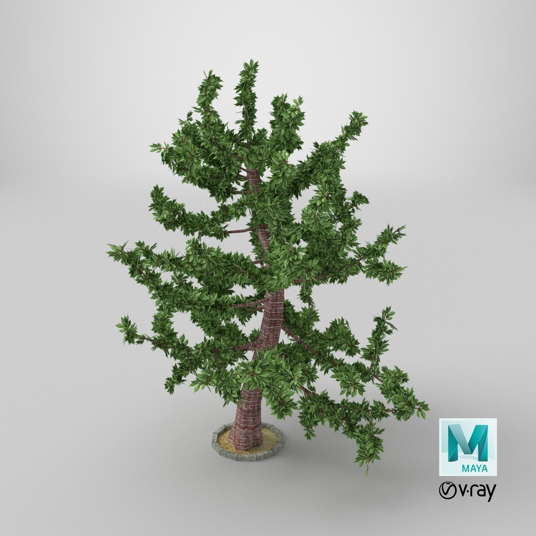 Cherry Tree 3D Model - TurboSquid 2197987