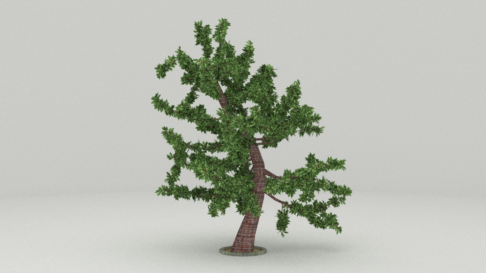 Cherry Tree 3D Model - TurboSquid 2197987