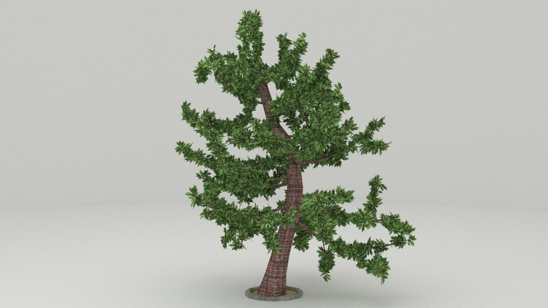 Cherry Tree 3D Model - TurboSquid 2197987