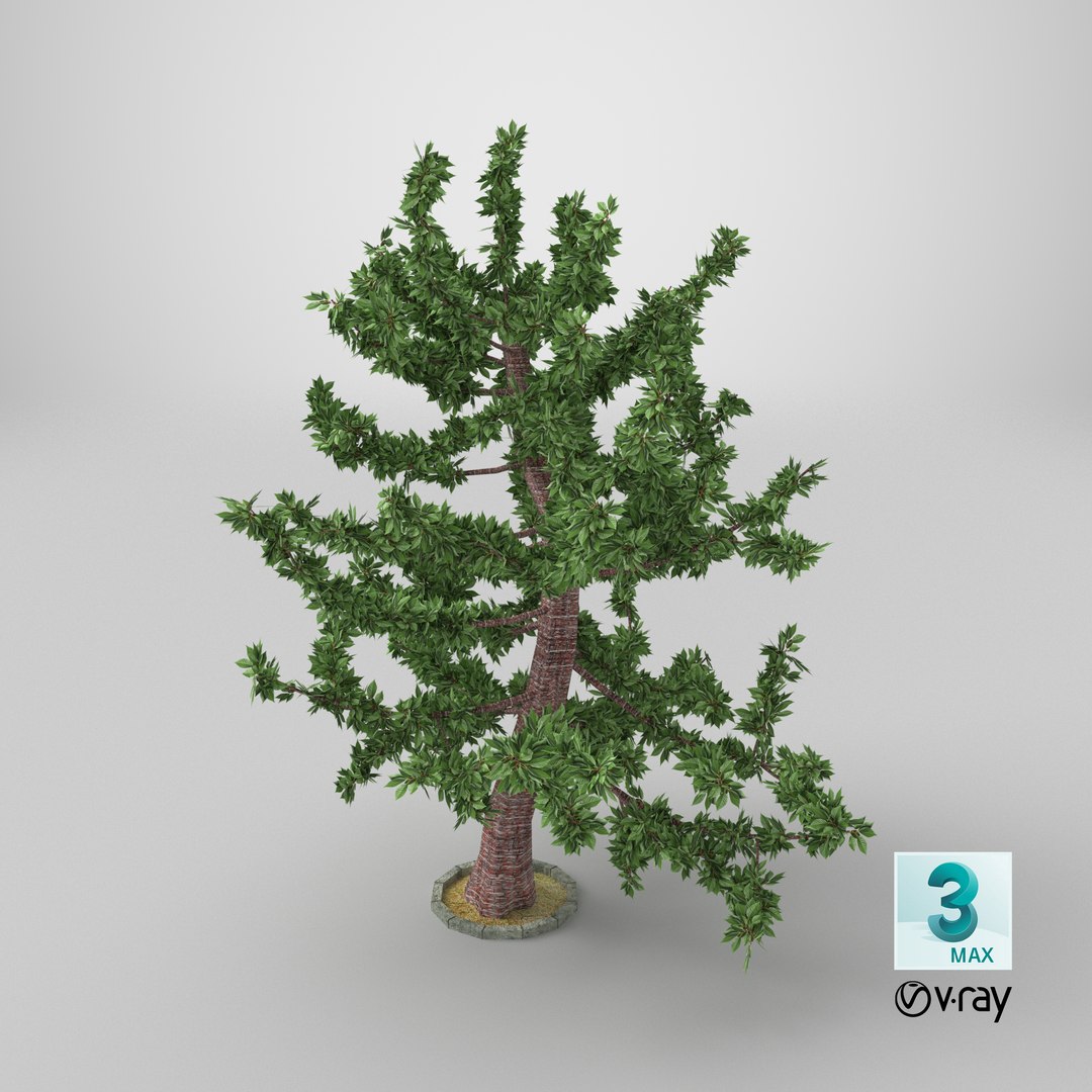 Cherry Tree 3D Model - TurboSquid 2197987