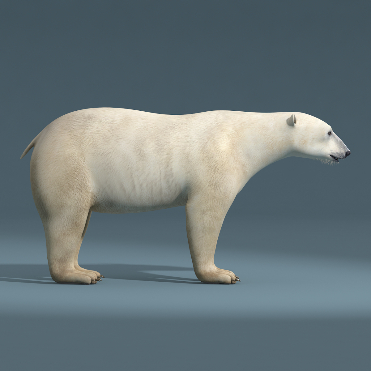 3d obj polar bear