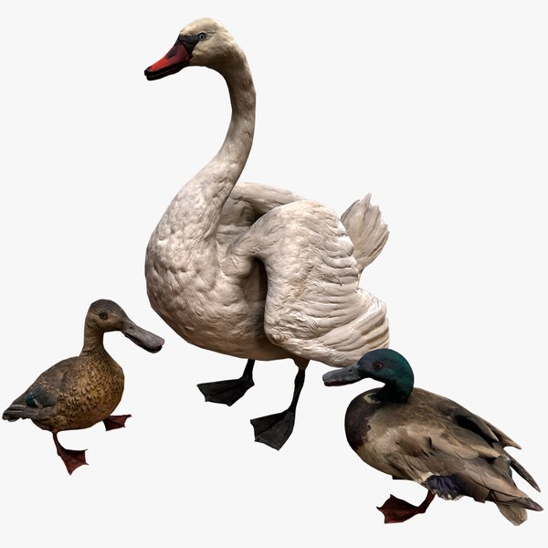 Swan 3D Models for Download | TurboSquid