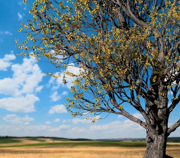 3D american elm tree 001 - TurboSquid 1660735