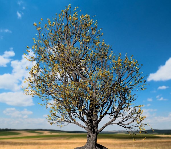 3D american elm tree 001 - TurboSquid 1660735