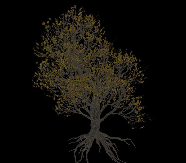 3D american elm tree 001 - TurboSquid 1660735