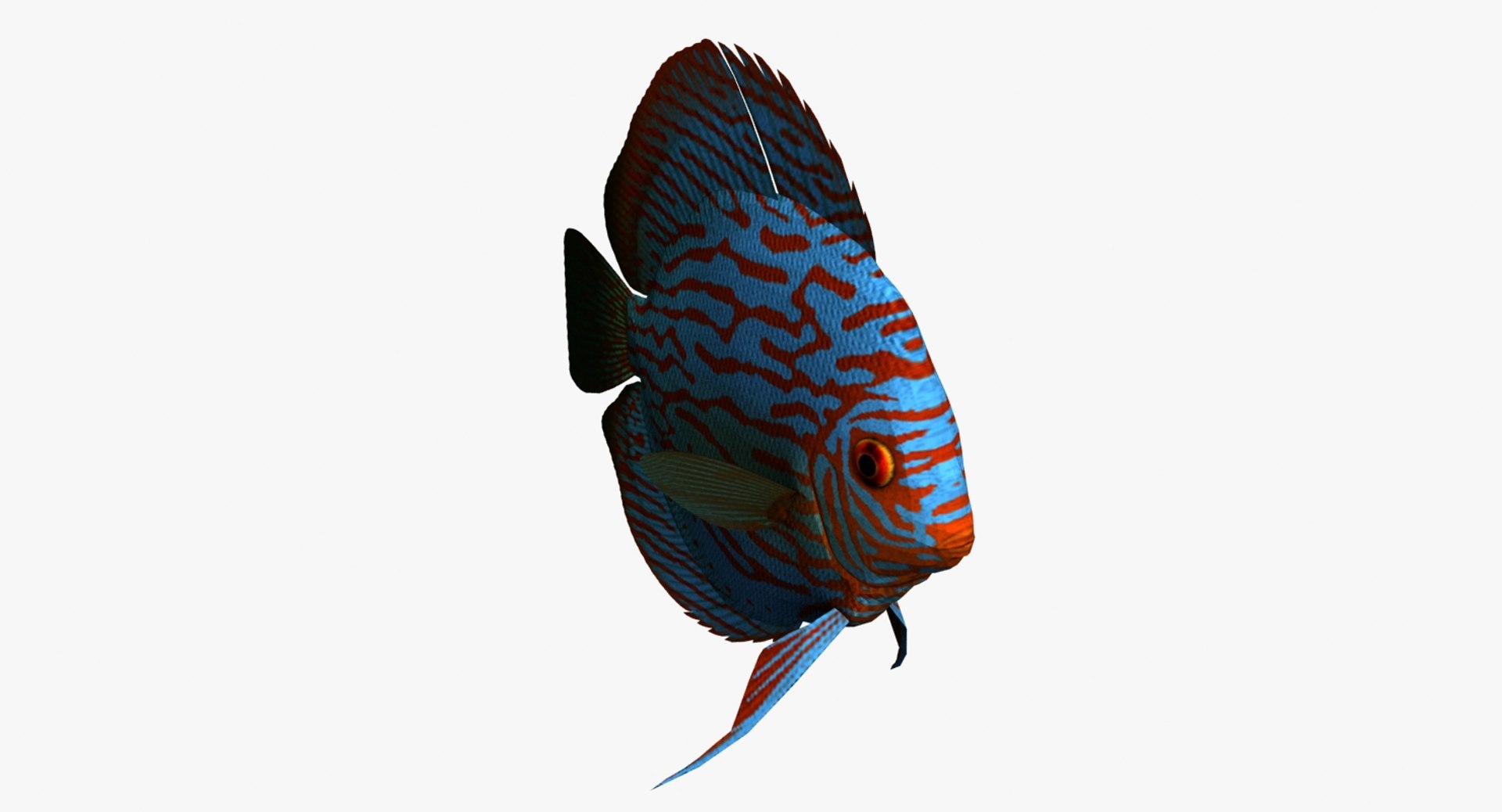 3d Model Fish Rigged