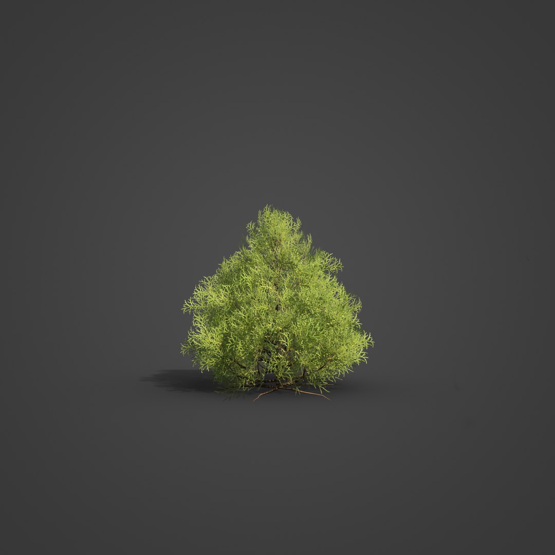 2021 PBR Eastern Arborvitae Collection -Thuja Occidentalis 3D Model ...