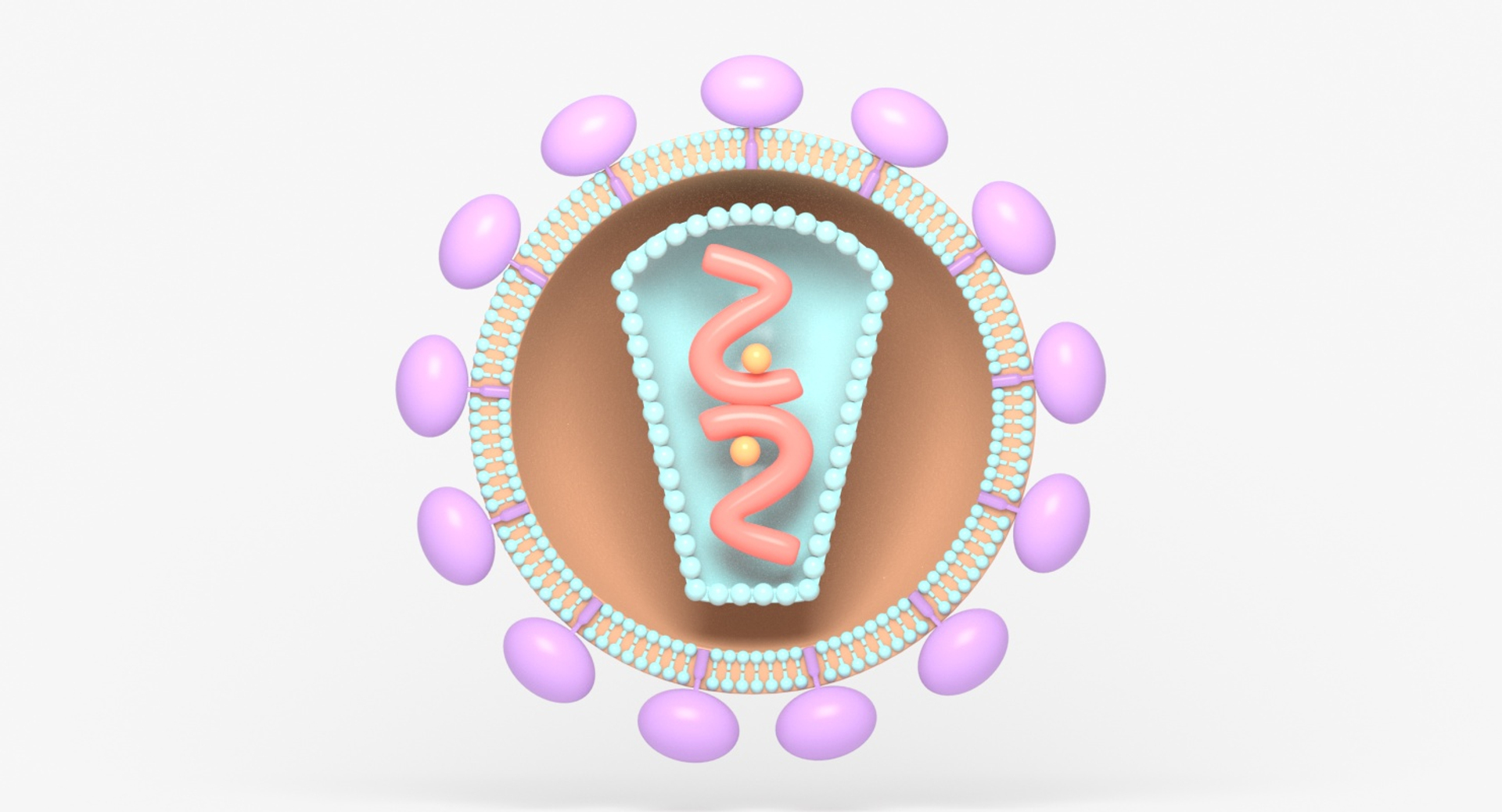 Retrovirus core lipid 3D - TurboSquid 1356815