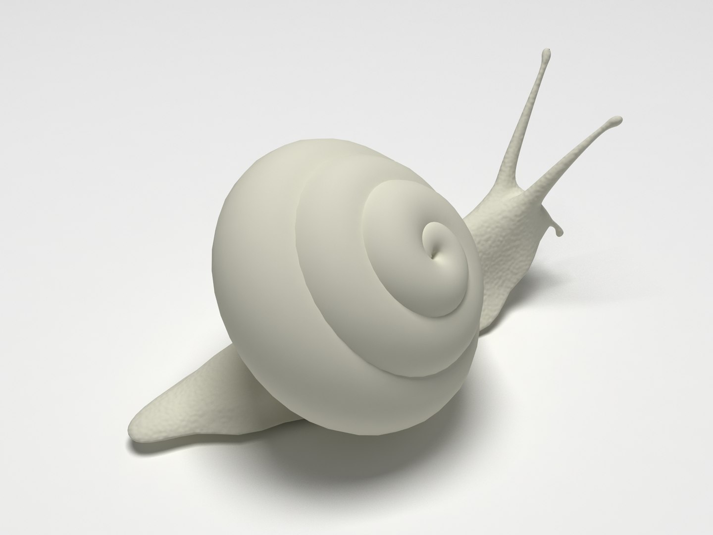 3d Snail Model