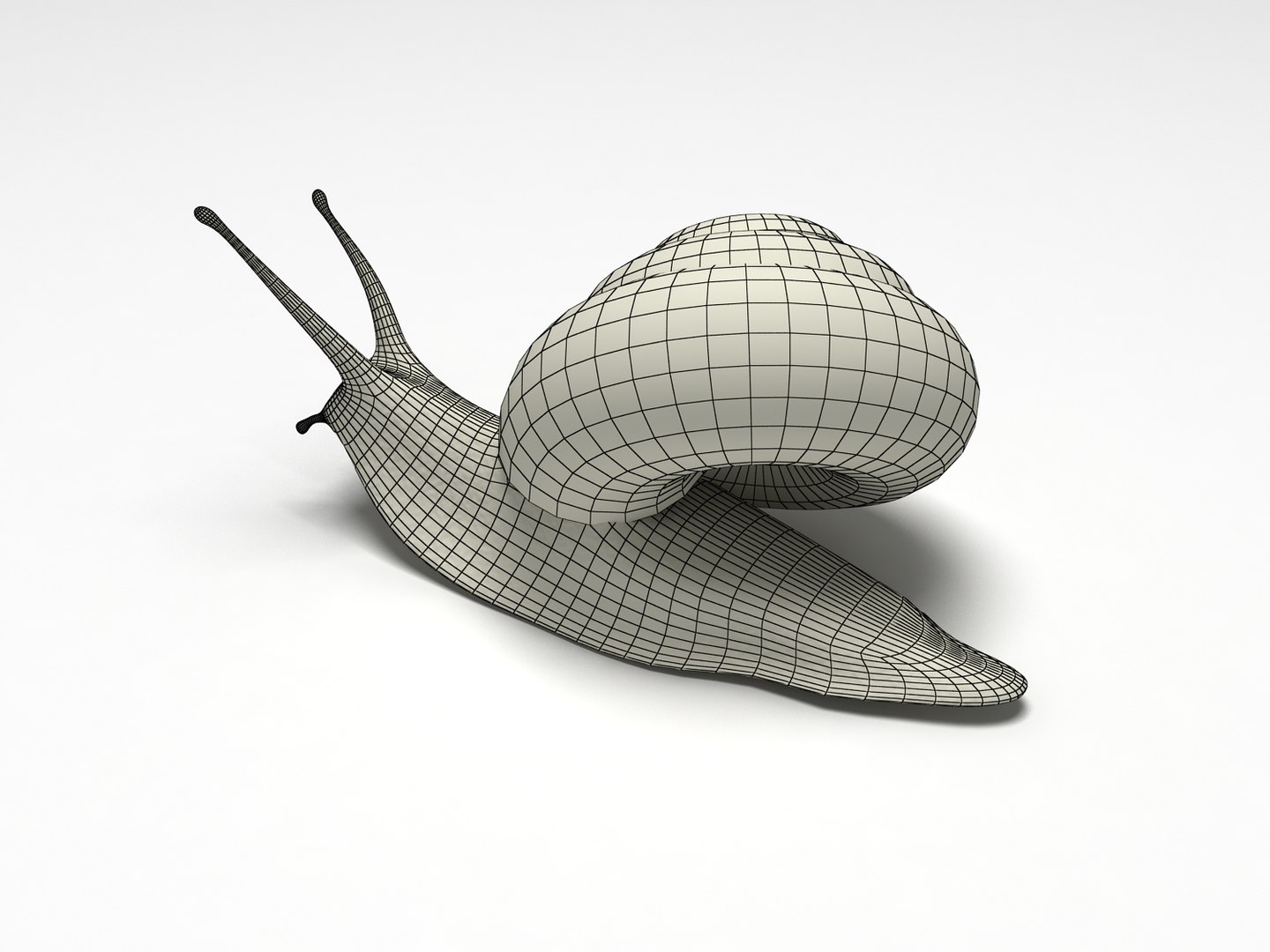 3d Snail Model