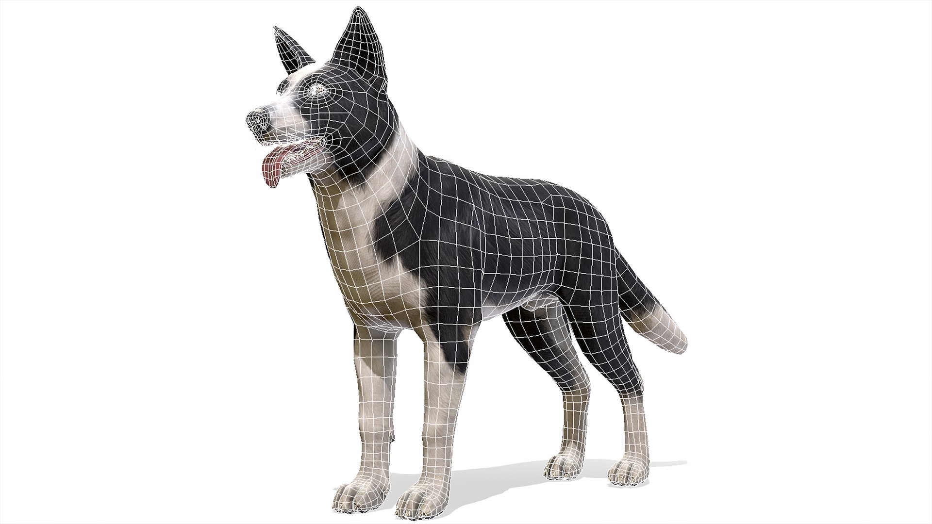 3D Dog - Border Collie - TurboSquid 1933264