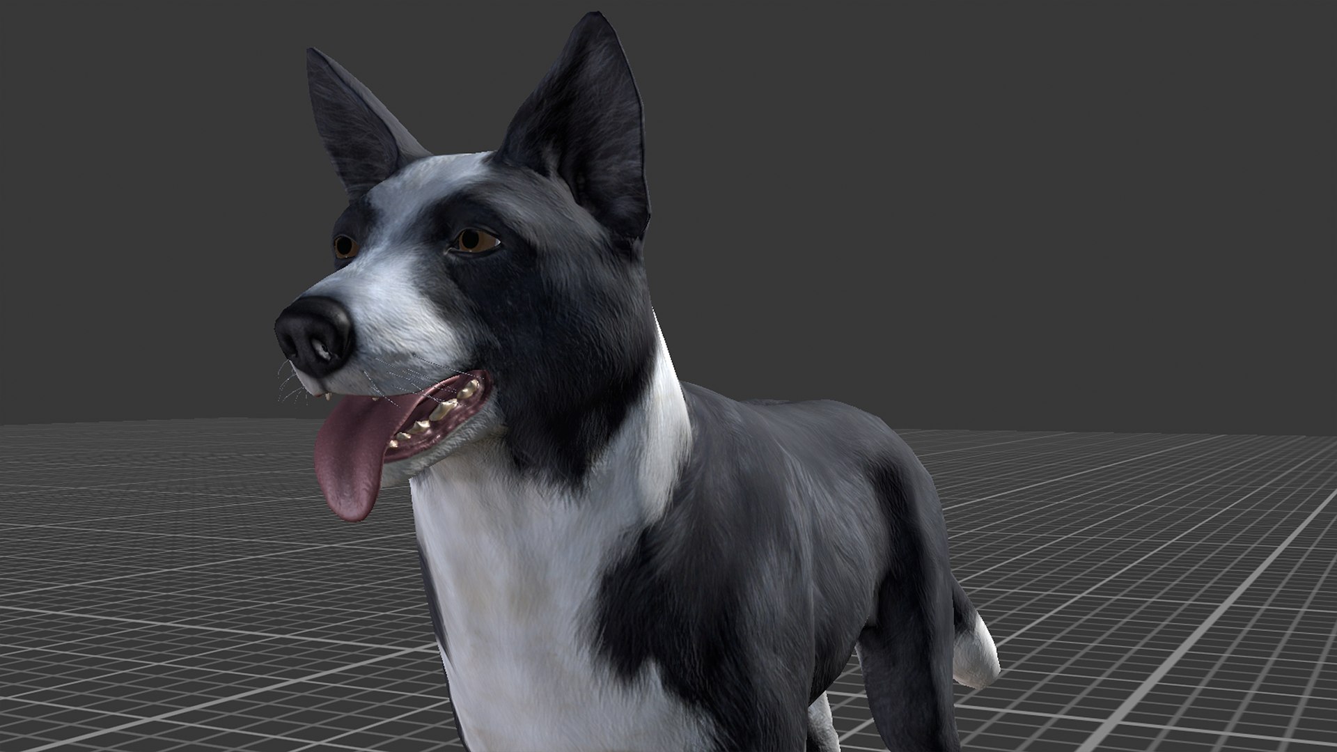 3D Dog - Border Collie - TurboSquid 1933264