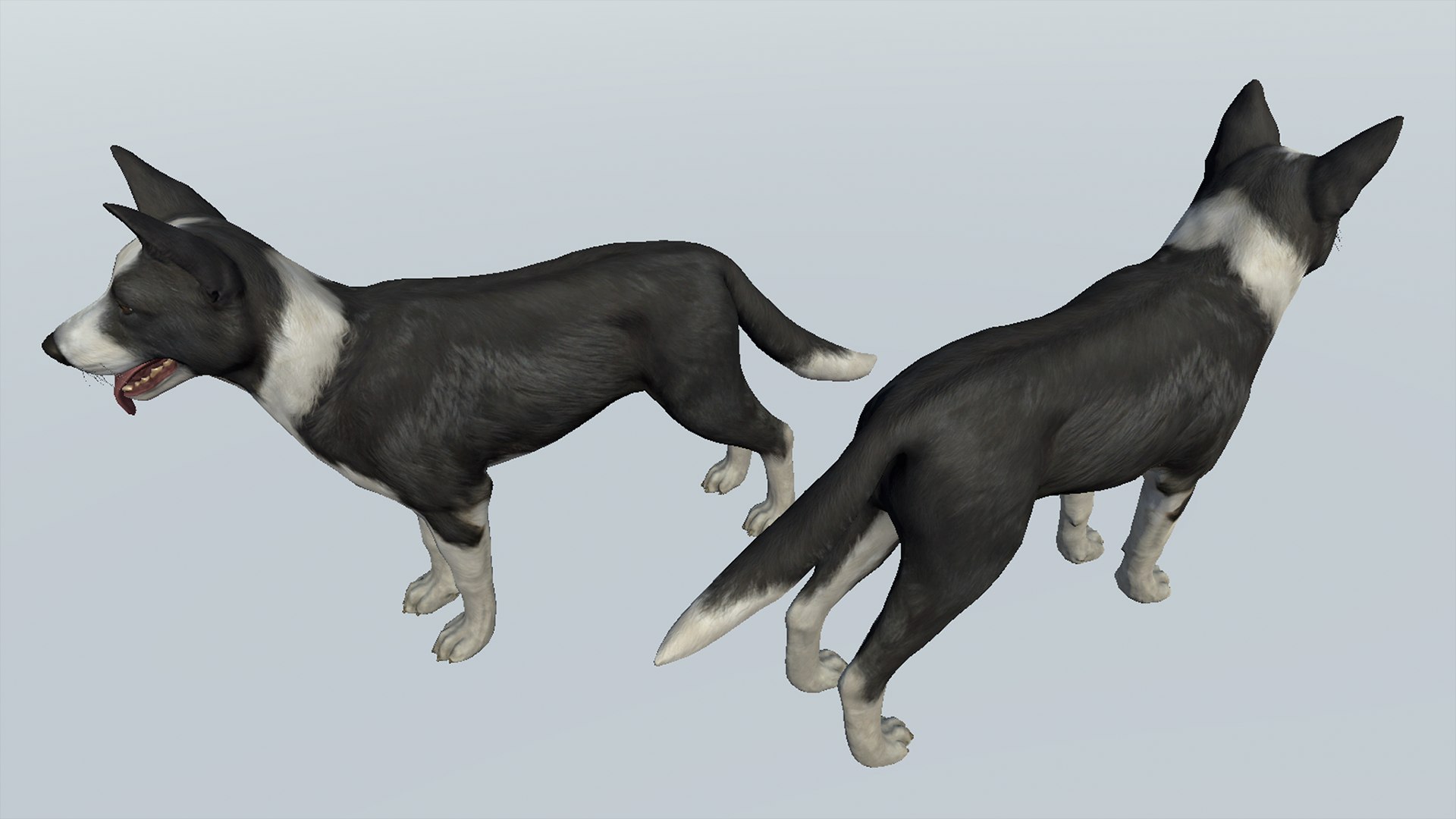 3D Dog - Border Collie - TurboSquid 1933264