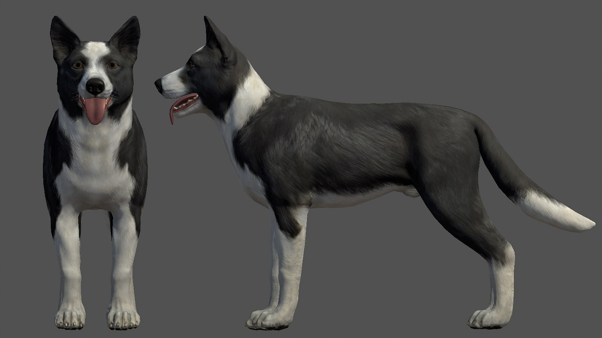 3D Dog - Border Collie - TurboSquid 1933264