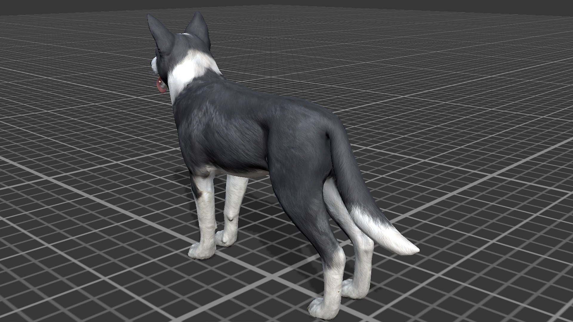 3D Dog - Border Collie - TurboSquid 1933264