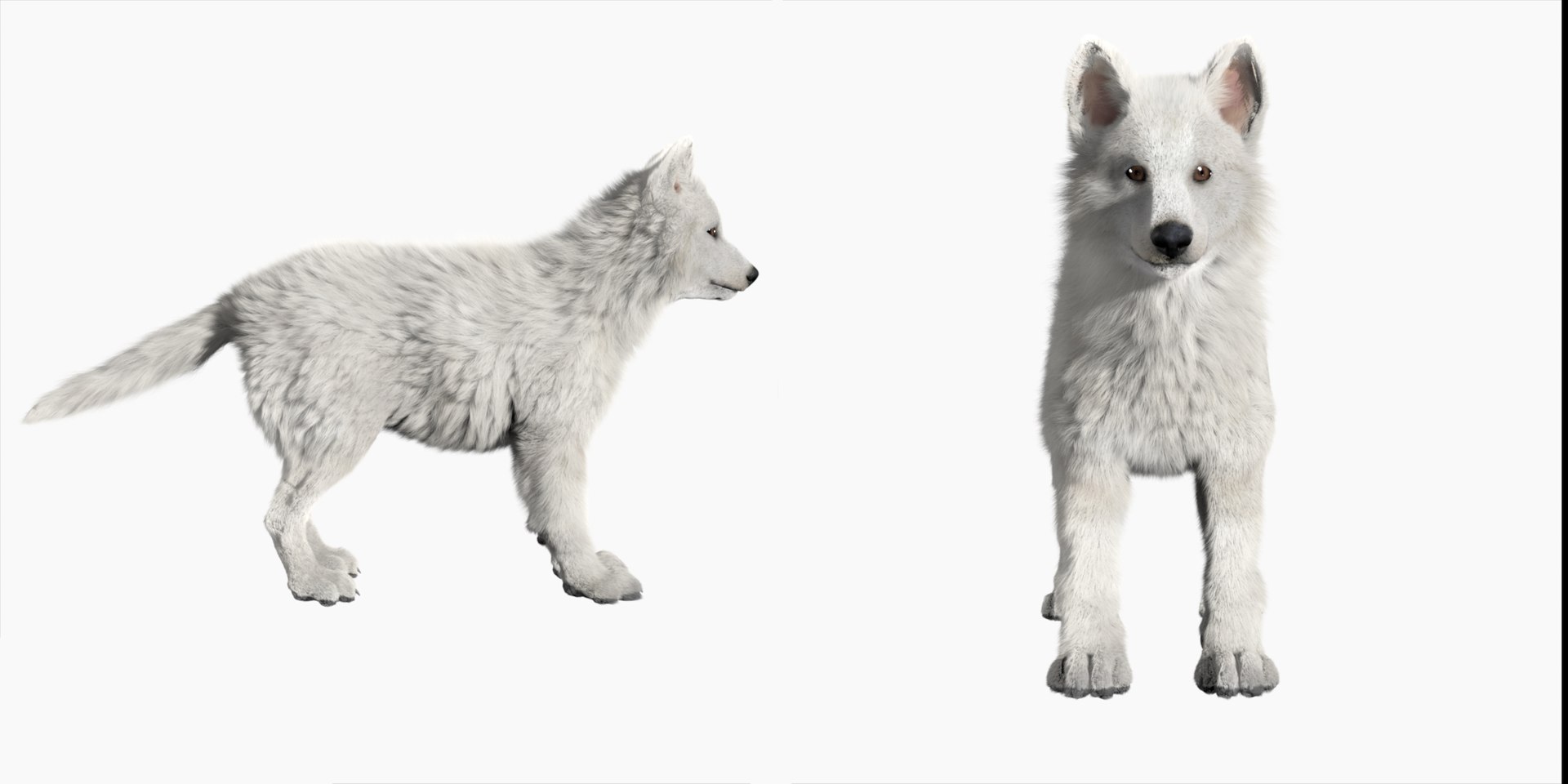 3D Model Wolf Baby - TurboSquid 1167958