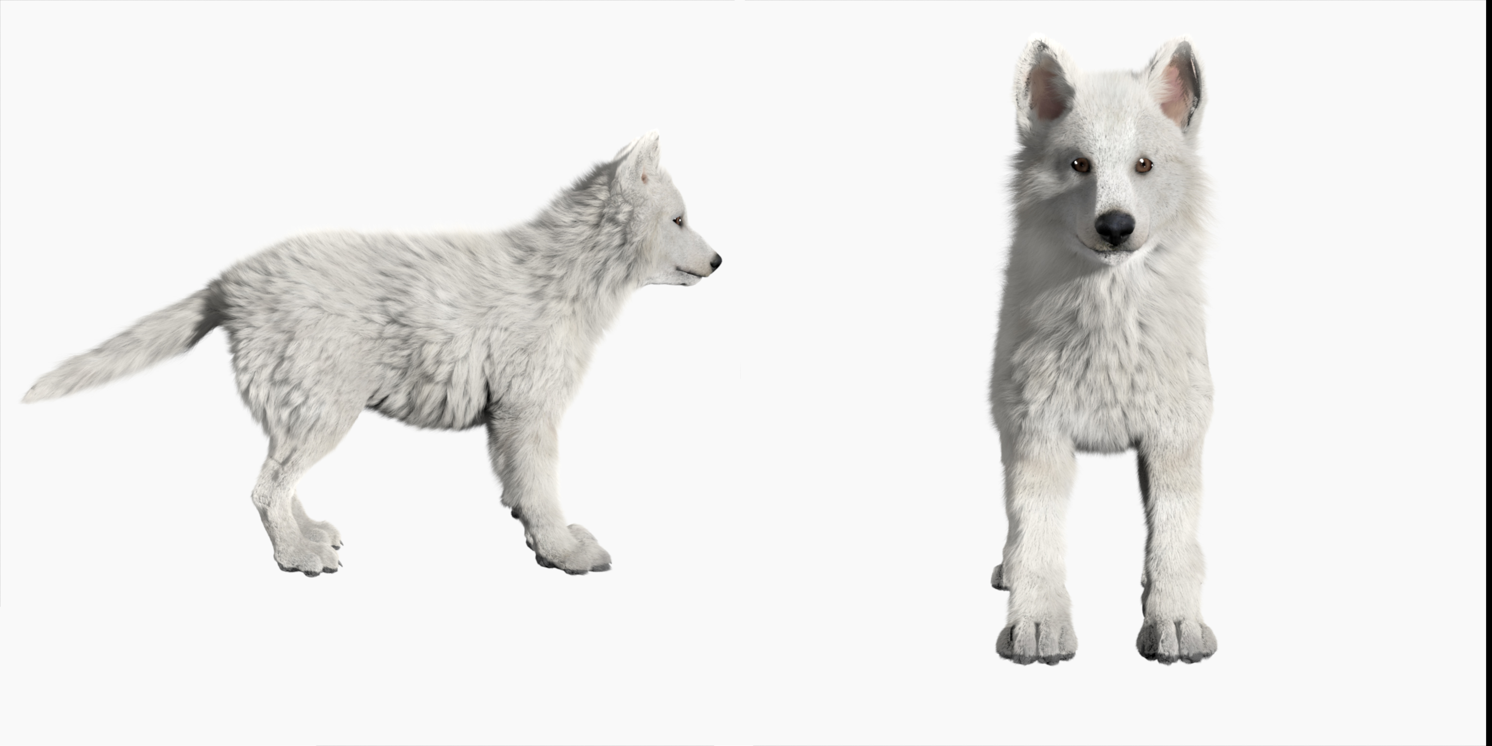 3D model wolf baby - TurboSquid 1167958