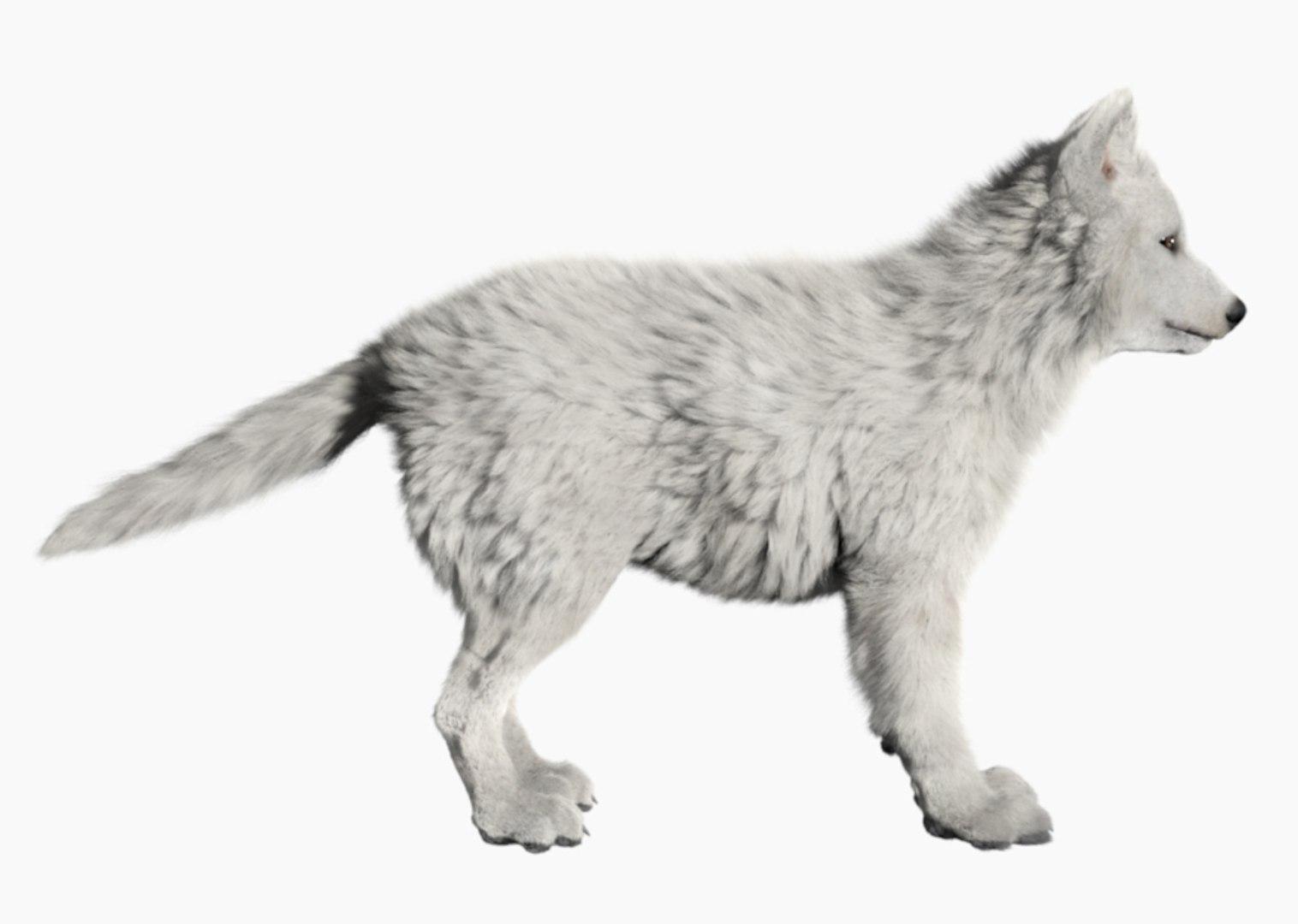 3D Model Wolf Baby - TurboSquid 1167958