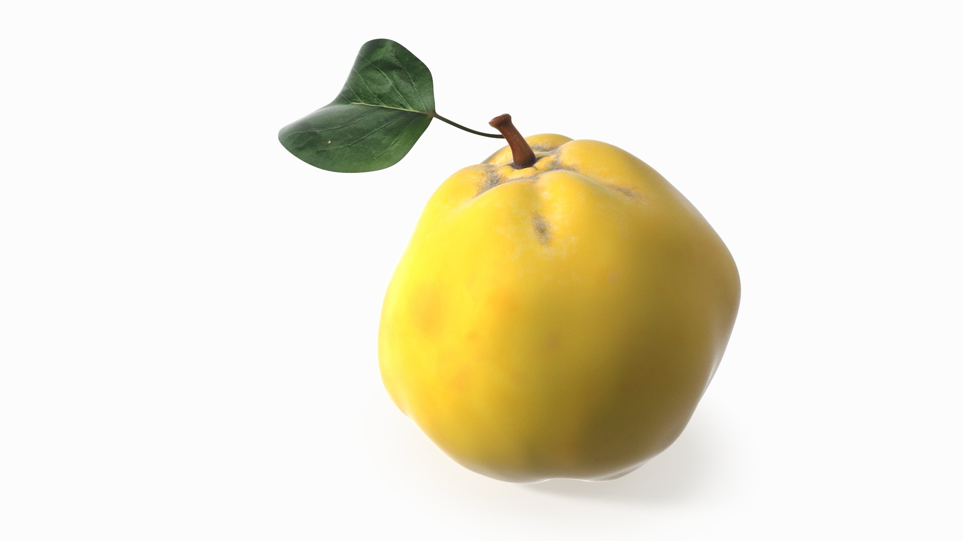 Quince 3D - TurboSquid 2341187