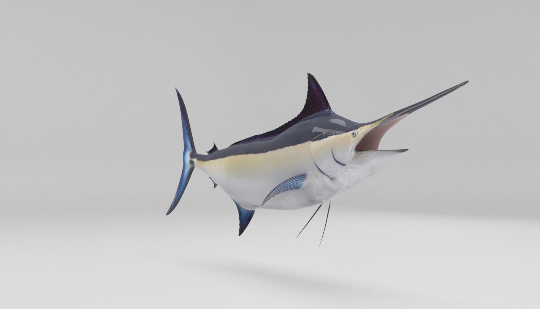 Black Marlin Fish 3D Model - TurboSquid 1279365