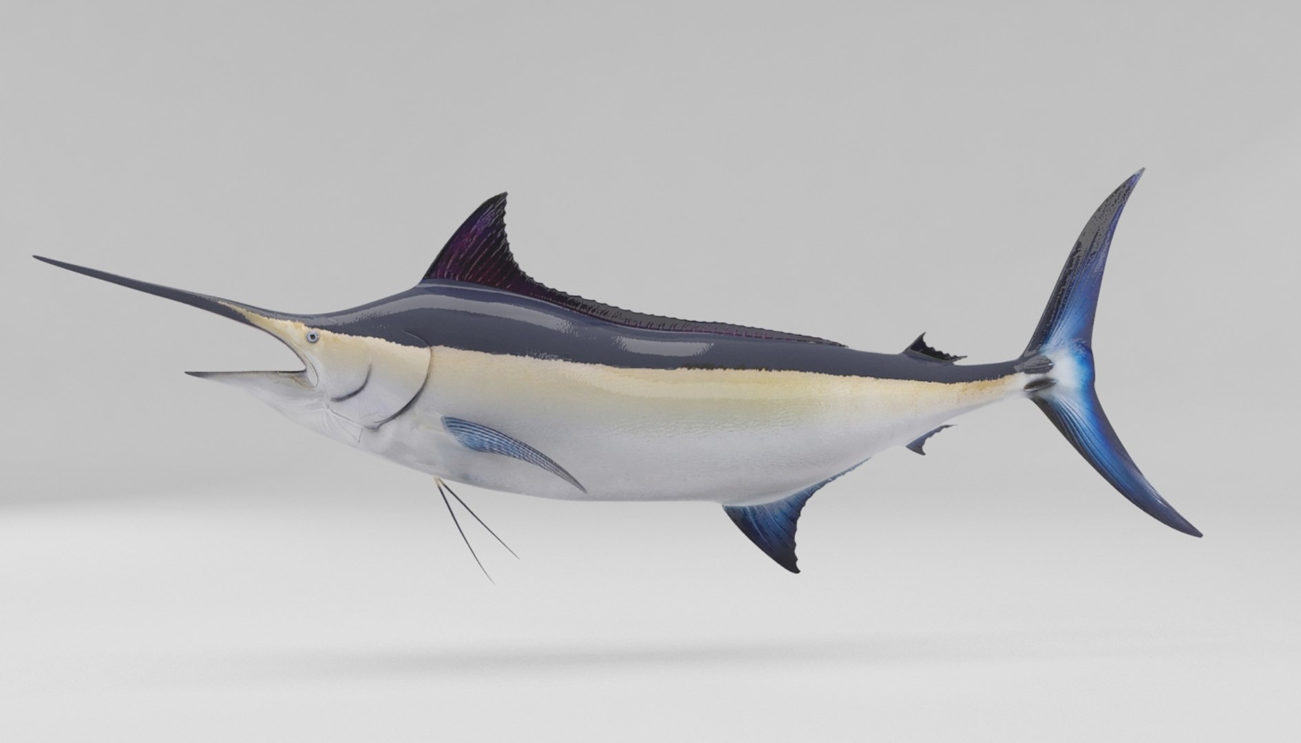 Black Marlin Fish 3D Model - TurboSquid 1279365