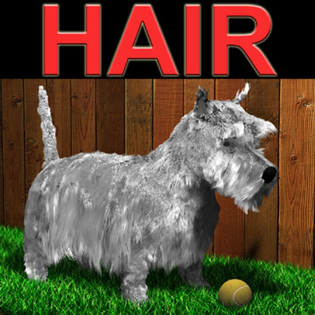 Scottish Terrier 3d Model
