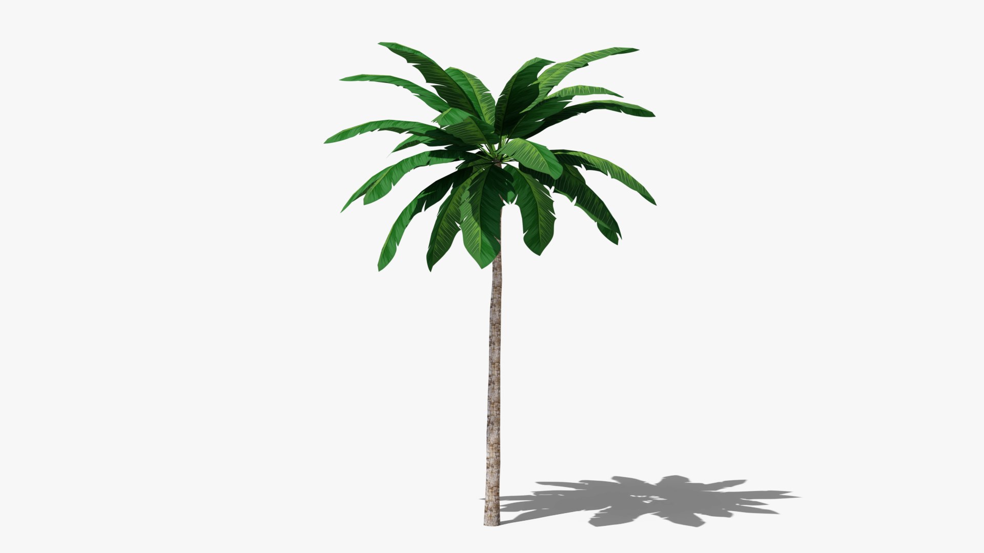 Free 3D Tropic Palm Tree Model - TurboSquid 2090490