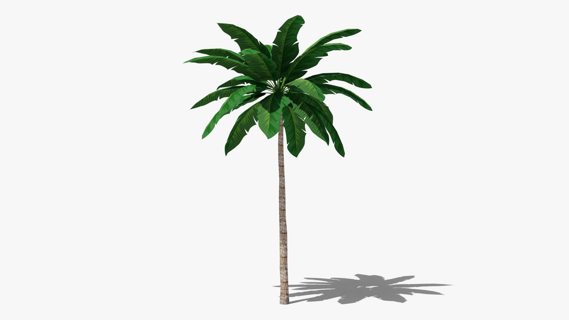 Free 3D Tropic Palm Tree Model - TurboSquid 2090490