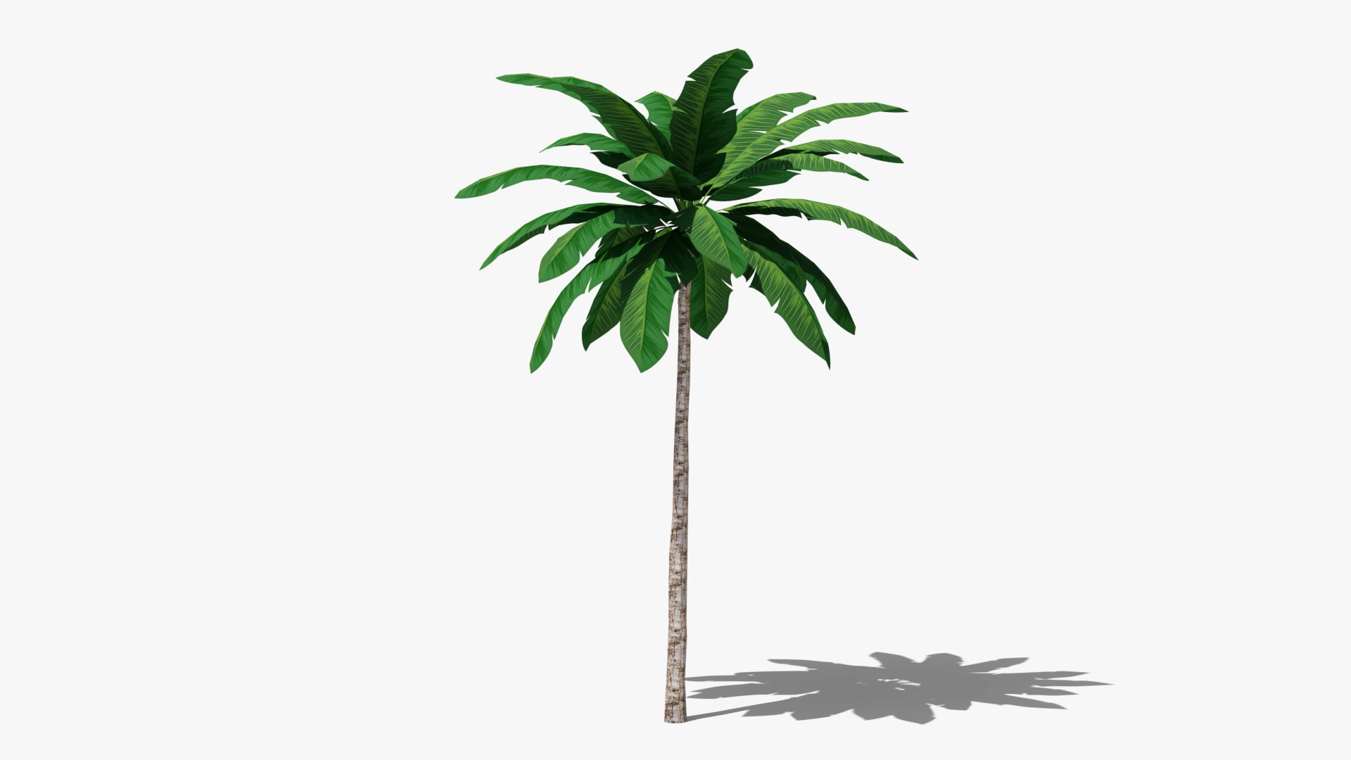 Free 3D Tropic Palm Tree Model - TurboSquid 2090490