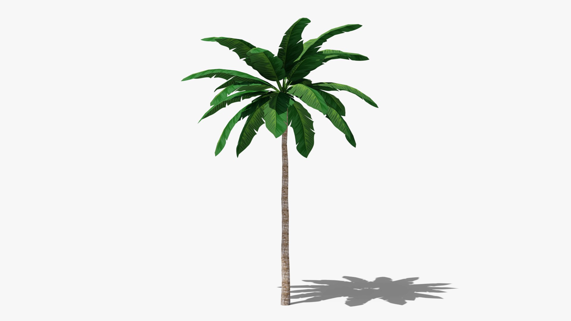 Free 3D Tropic Palm Tree Model - TurboSquid 2090490