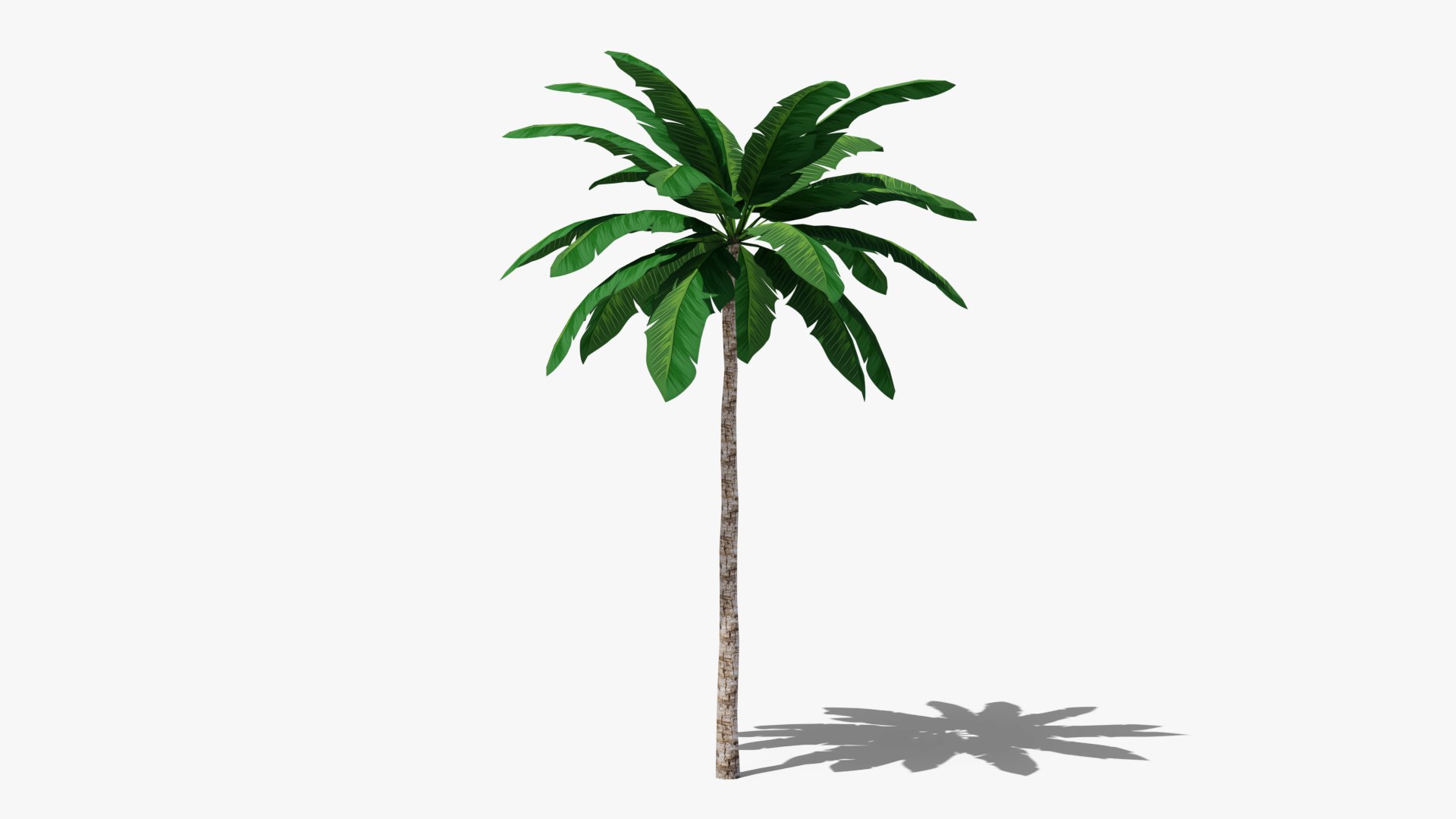 Free 3D Tropic Palm Tree Model - TurboSquid 2090490