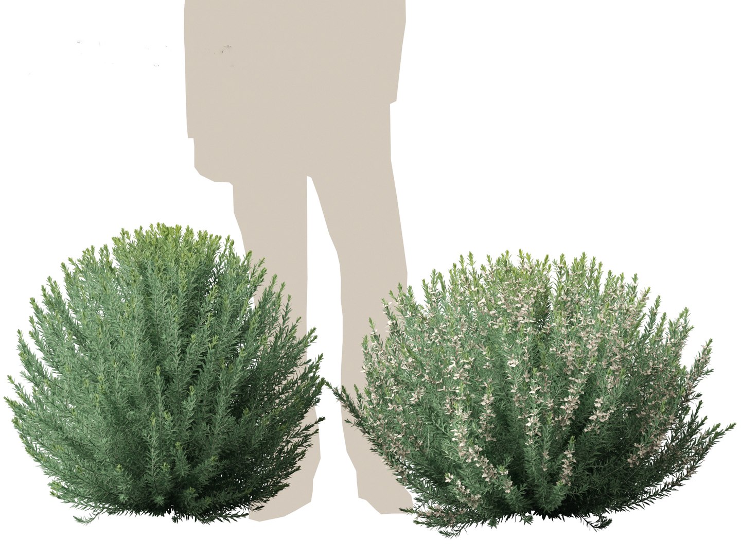 3D Grey Box Westringia - Native Rosemary - TurboSquid 2118661