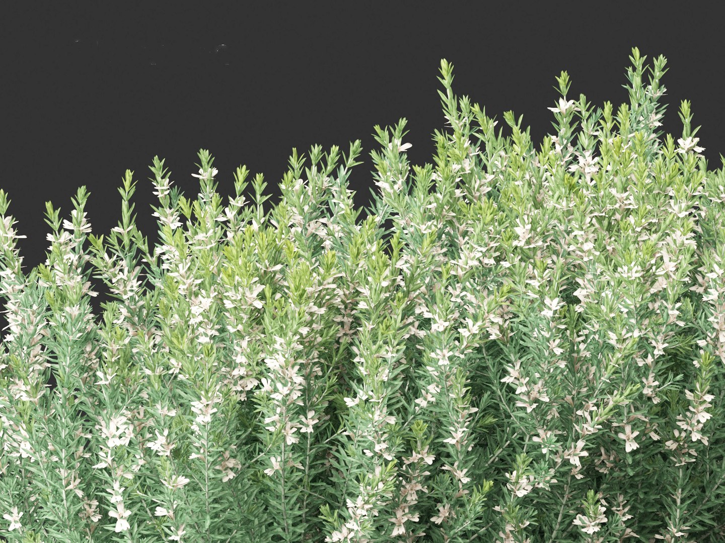 3D Grey Box Westringia - Native Rosemary - TurboSquid 2118661