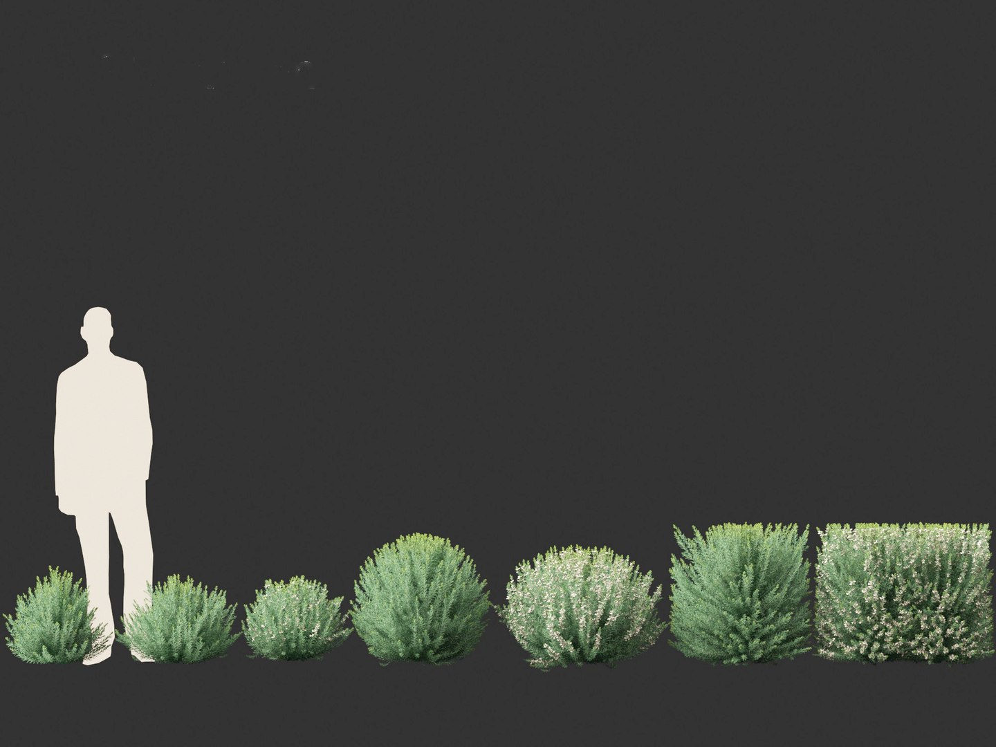 3D Grey Box Westringia - Native Rosemary - TurboSquid 2118661