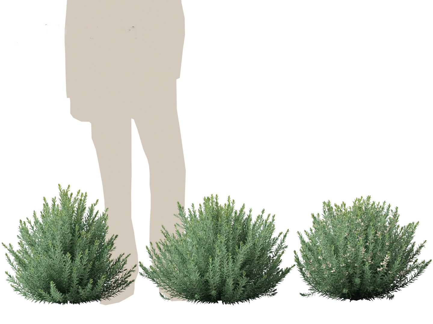 3D Grey Box Westringia - Native Rosemary - TurboSquid 2118661