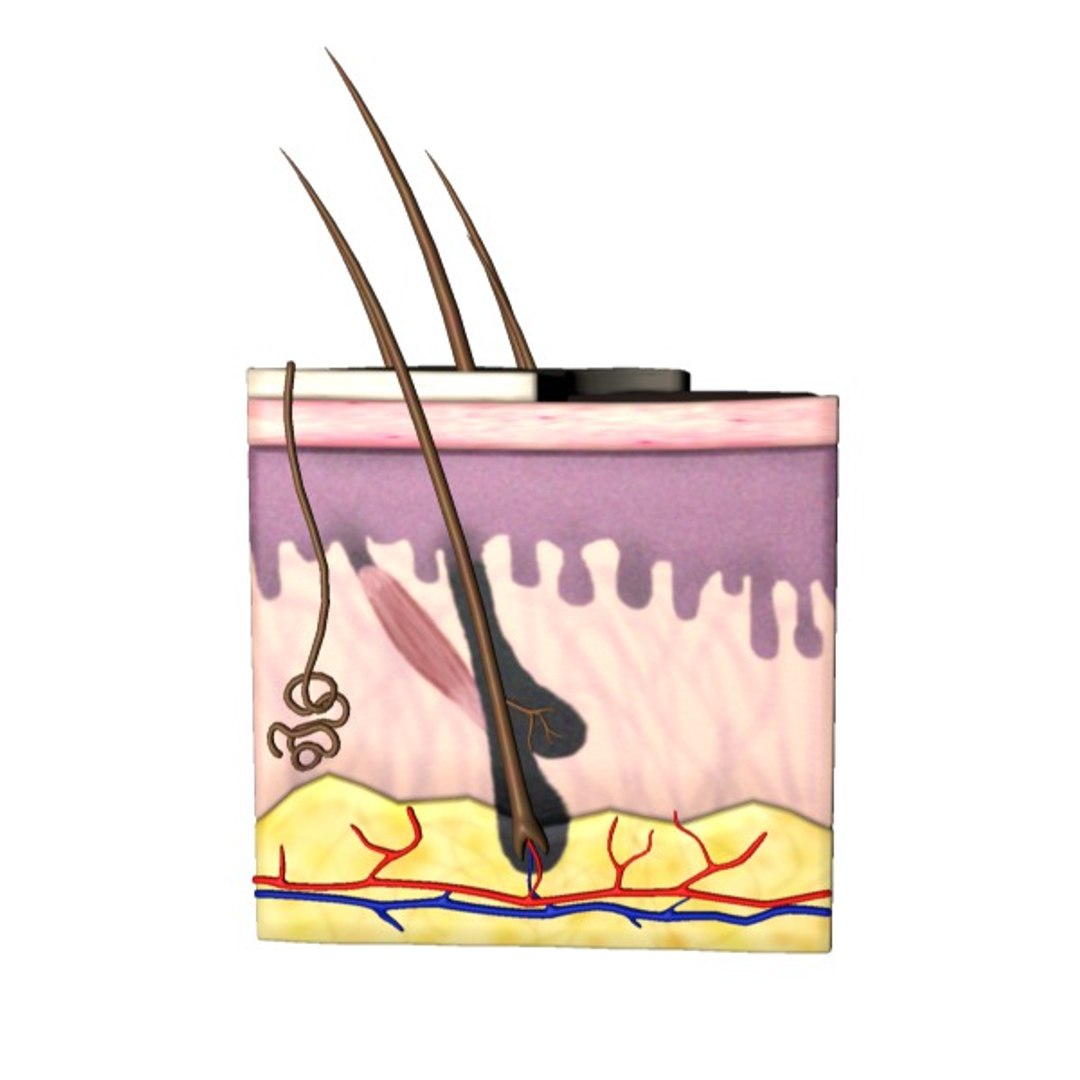 3d Human Skin Anatomy Model