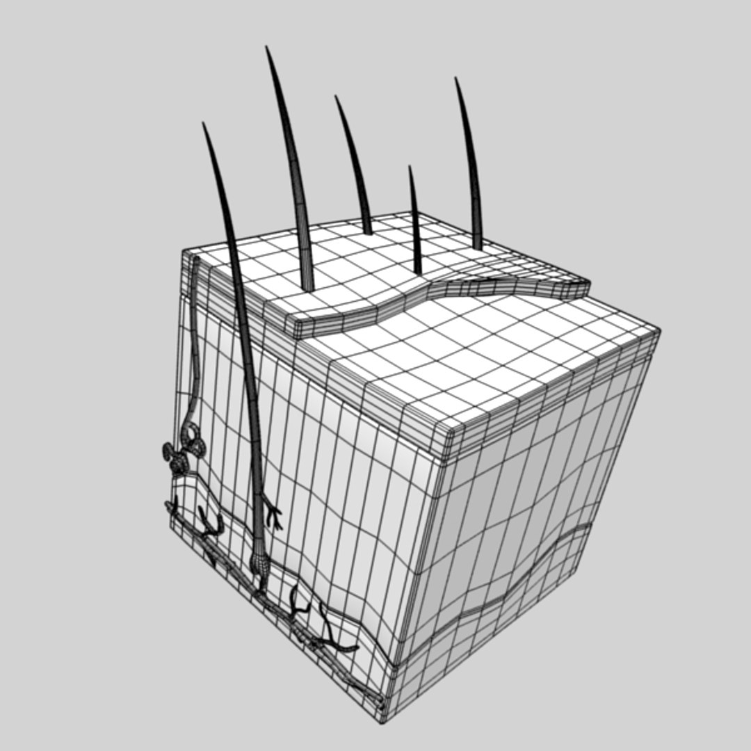 3d Human Skin Anatomy Model