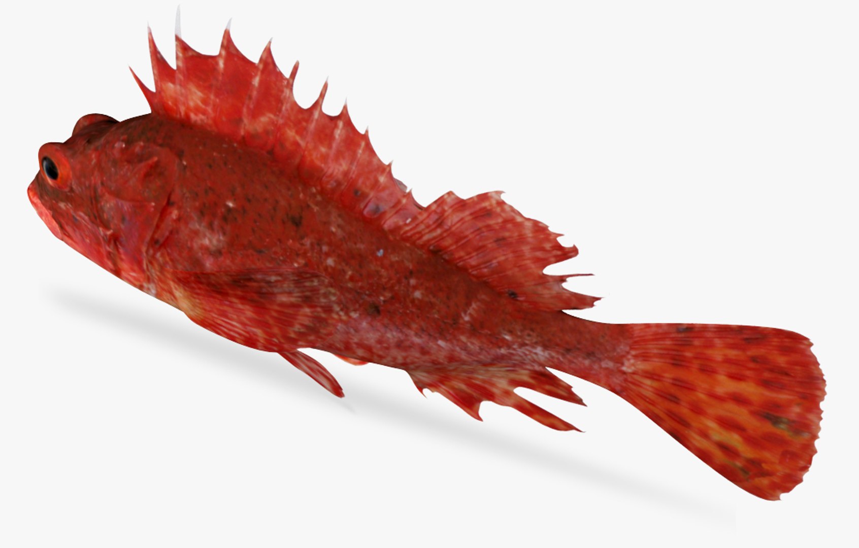 3D Model Peruvian Scorpionfish - TurboSquid 1151687