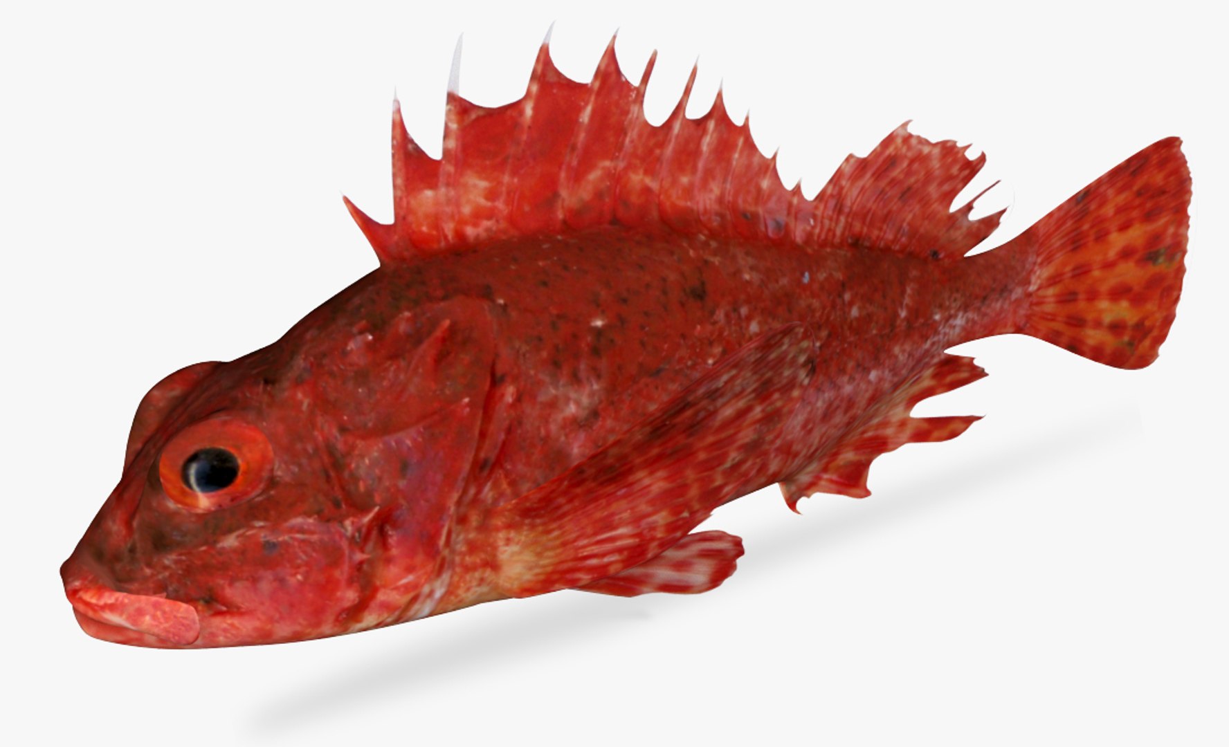 3D Model Peruvian Scorpionfish - TurboSquid 1151687