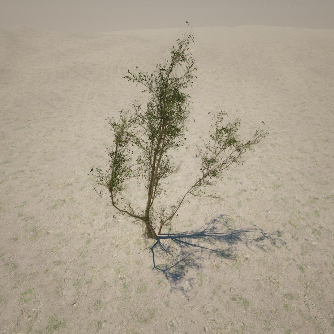 desert tree 3d max