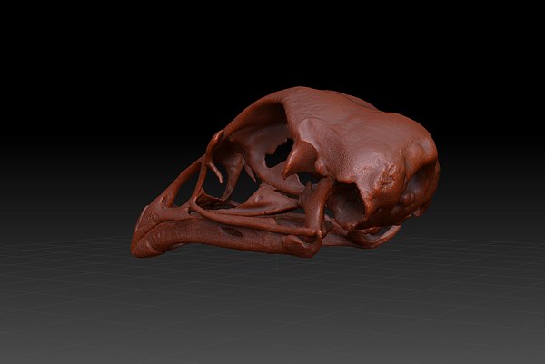 3d model skull turkey