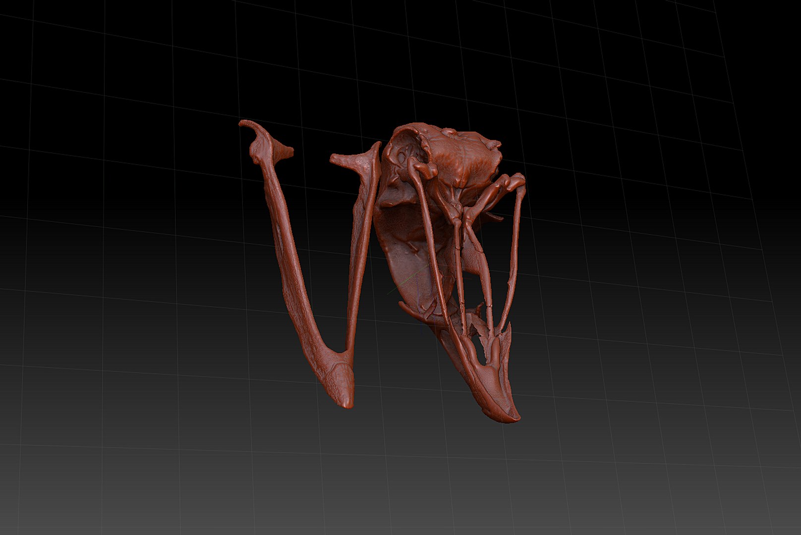 Obj Skull Chicken Gallus Domesticus