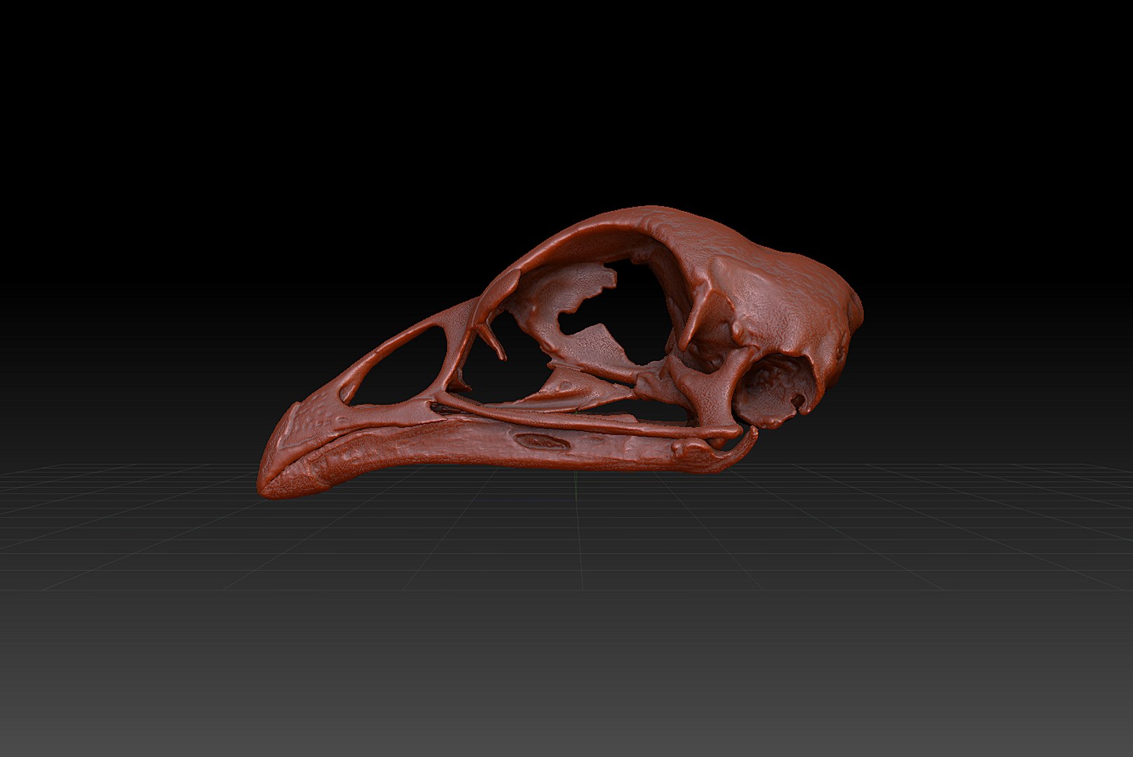 Obj Skull Chicken Gallus Domesticus