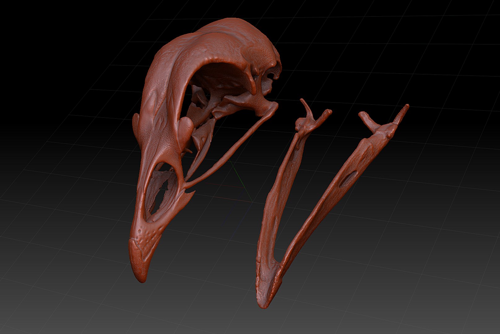 Obj Skull Chicken Gallus Domesticus