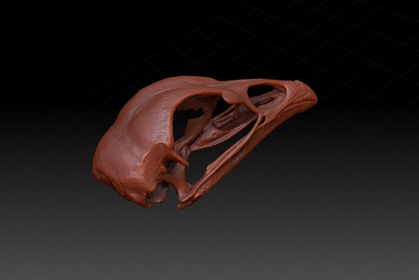 obj skull chicken gallus domesticus