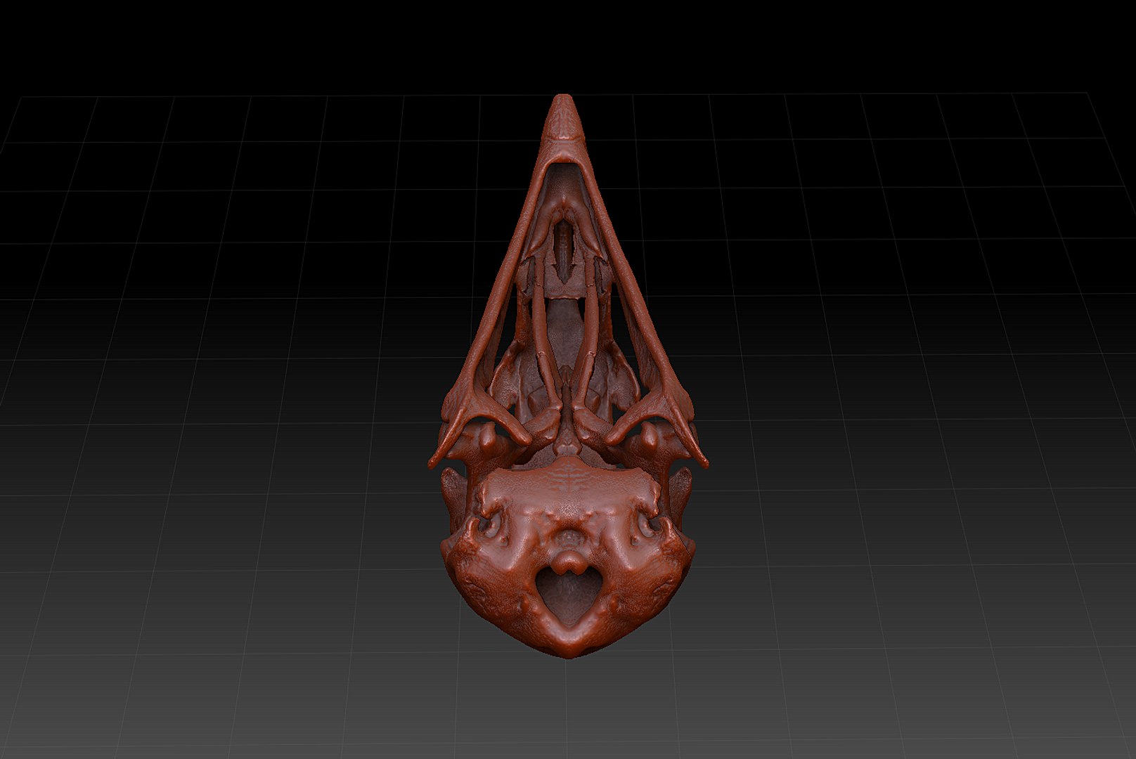 Obj Skull Chicken Gallus Domesticus