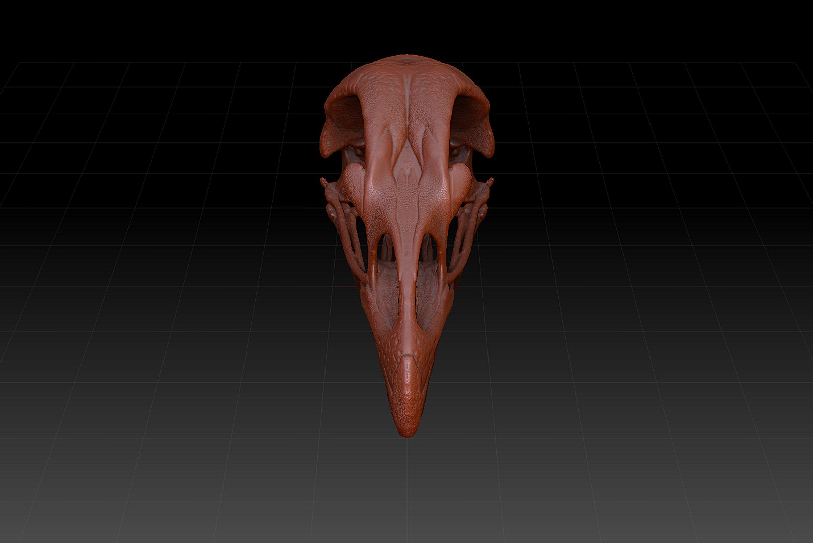 Obj Skull Chicken Gallus Domesticus